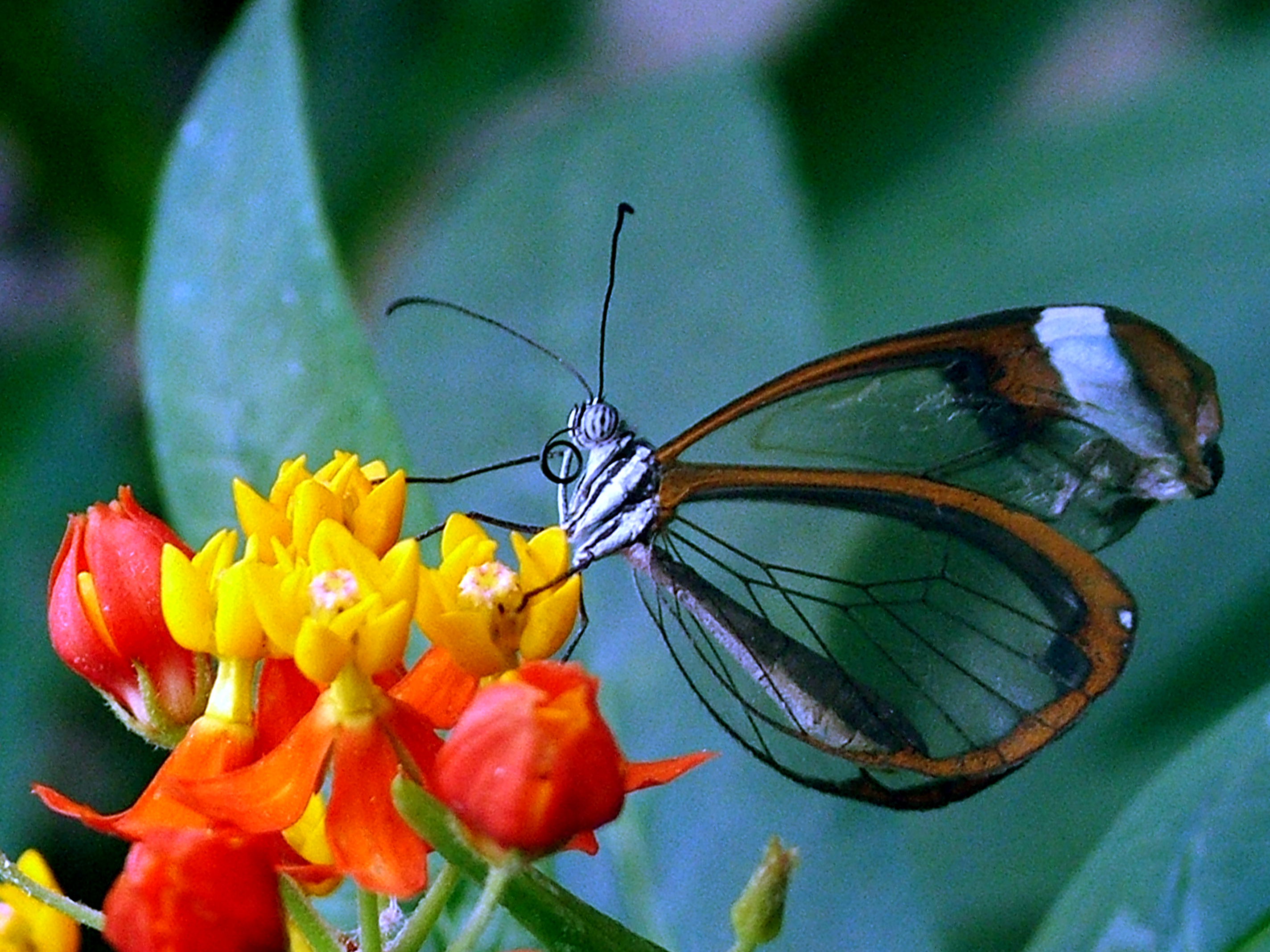 Butterfly Wings And Other Neat Things LearningHood