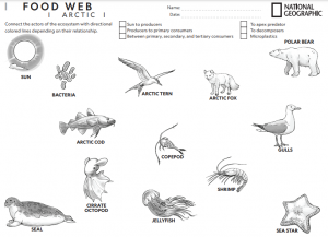 Food Web – Arctic | LearningHood