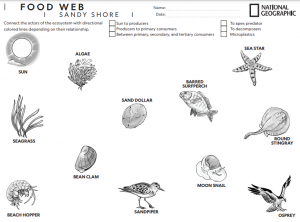 Food Web – Sandy Shore | LearningHood